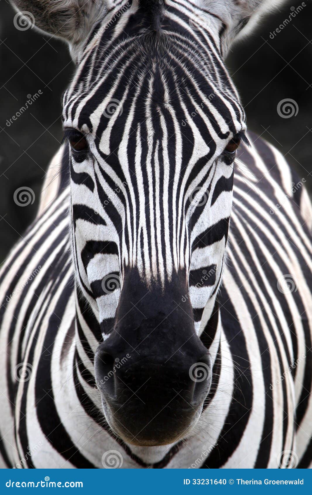 Tête de zèbre photo stock. Image du zèbre, chordate, seul - 33231640