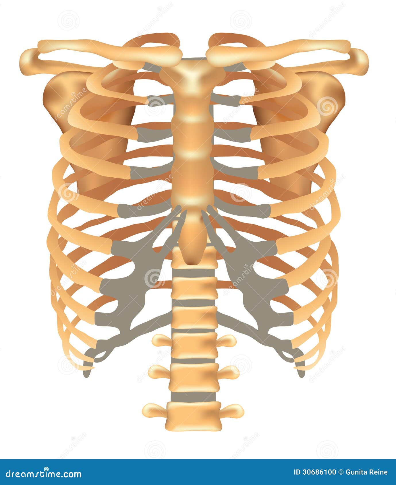 Tórax ilustración del vector. Ilustración de dolor, adulto - 30686100