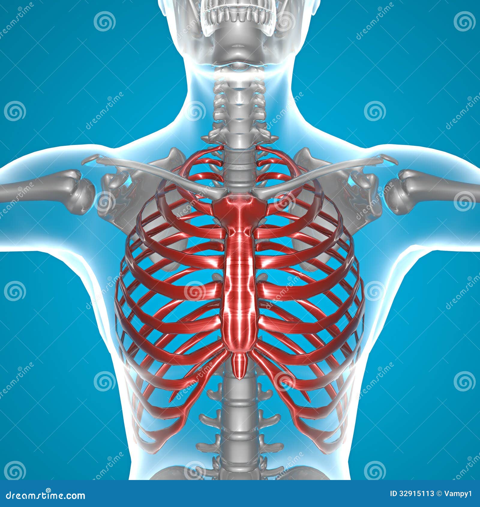 Tórax de la radiografía stock de ilustración. Ilustración de enfermedad ...