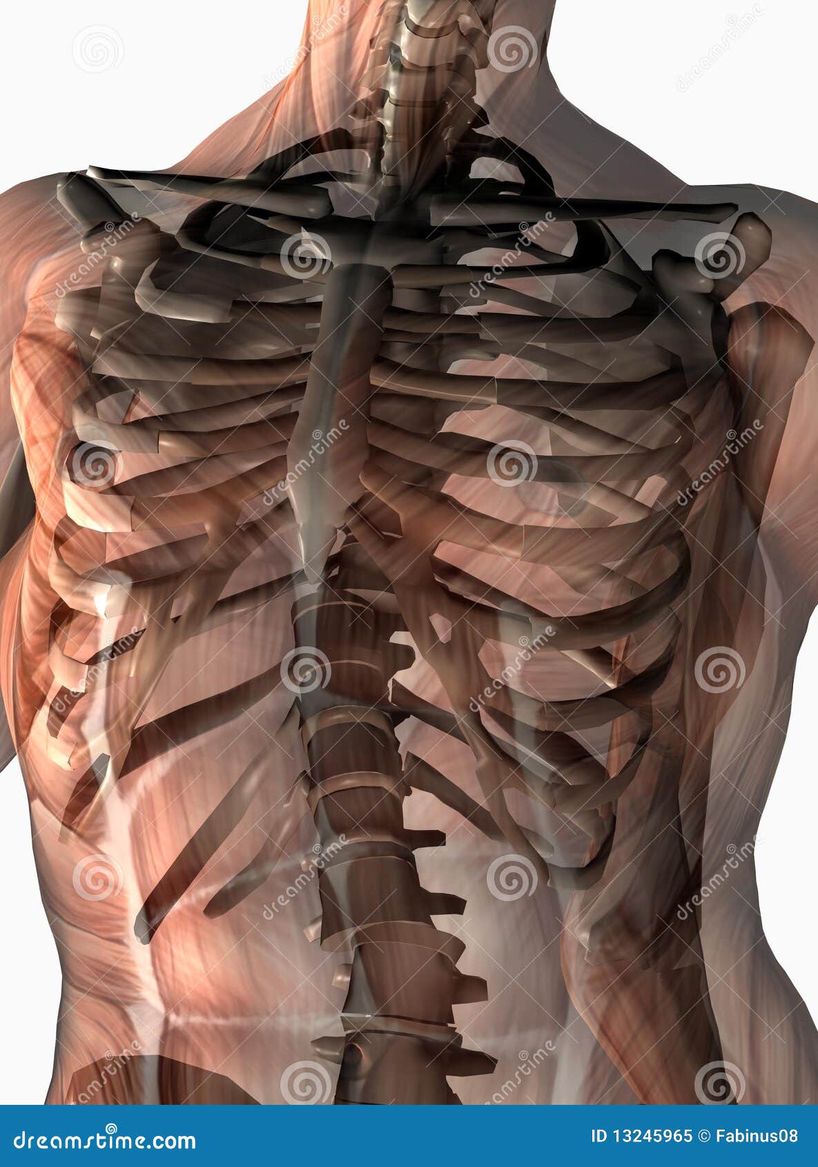 Tórax humano anatómico stock de ilustración. Ilustración de jaula ...