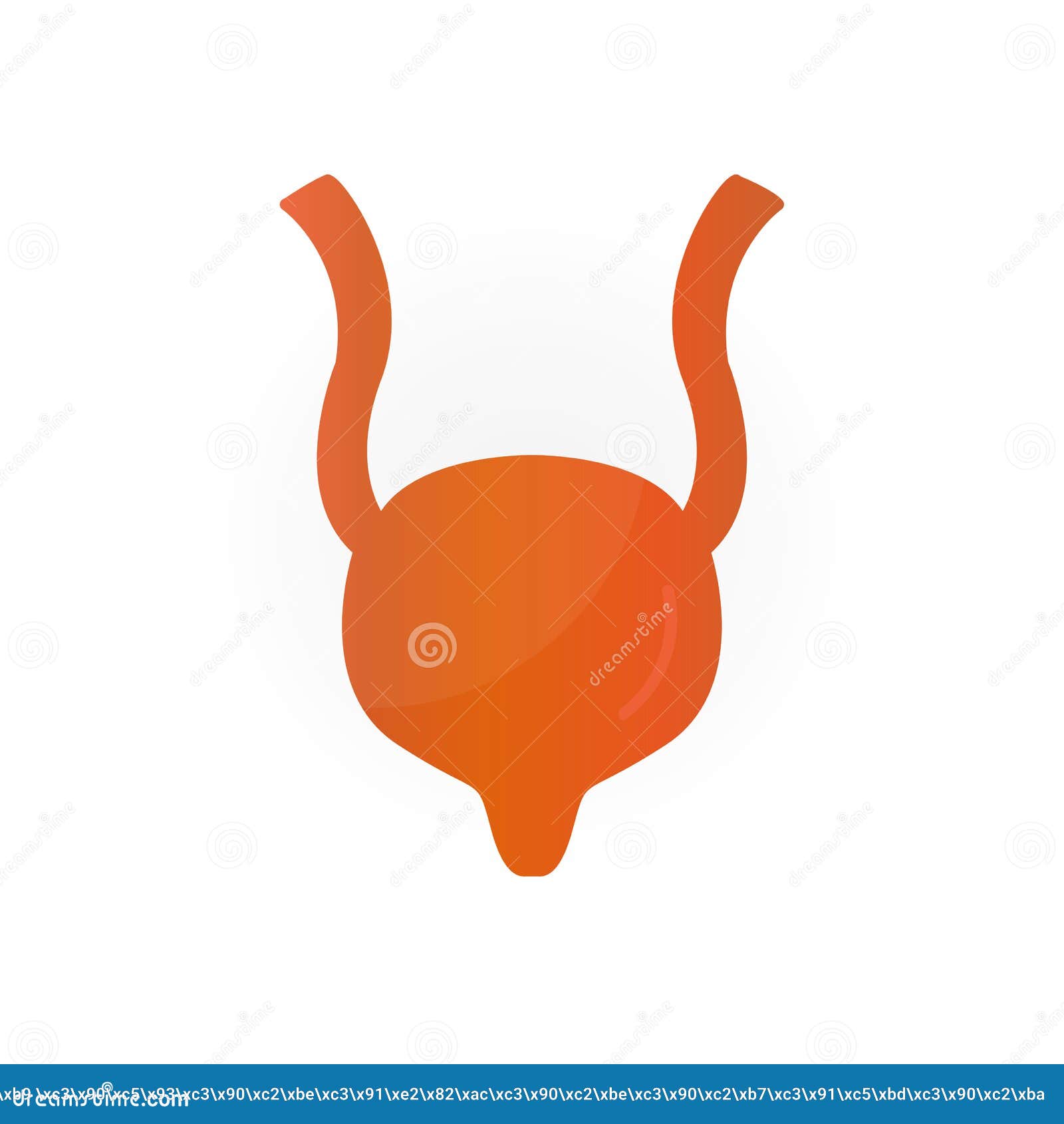 Bladder Icon on White Background, Vector Illustration Stock Vector ...