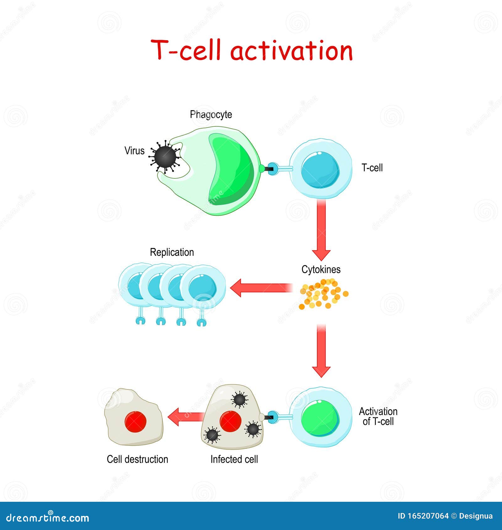 T cell Activation stock vector. Illustration of lymphoblast - 165207064