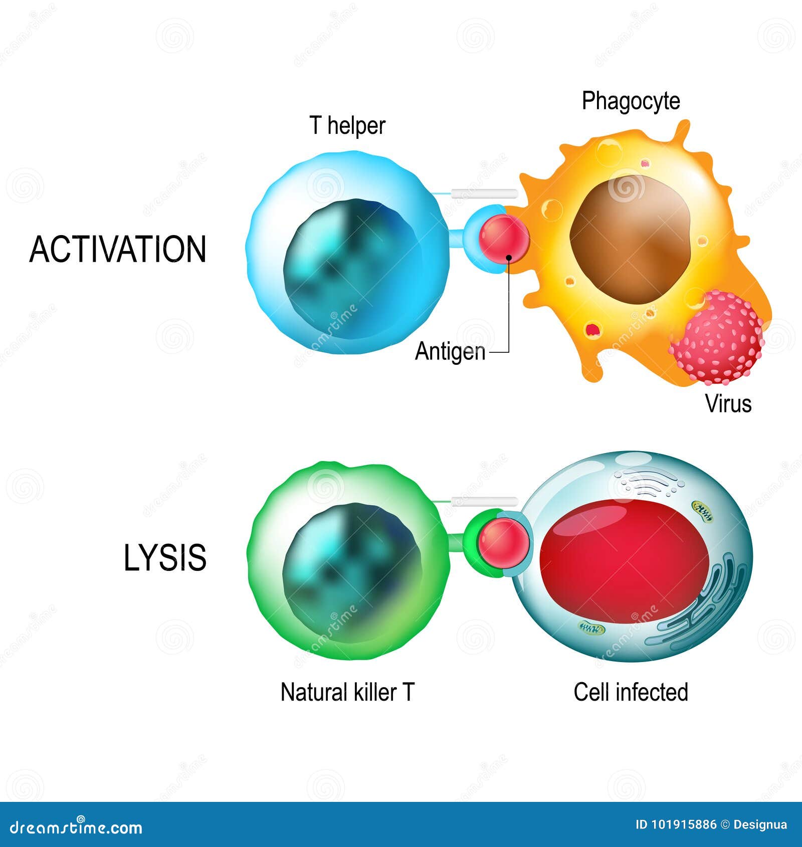 T Cell Activation Diagram, T Lymphpcytes, Helper T-cell And Cytotoxic T ... T Cell Activation Diagram, T Lymphpcytes, Helper T-cell And Cytotoxic T ...