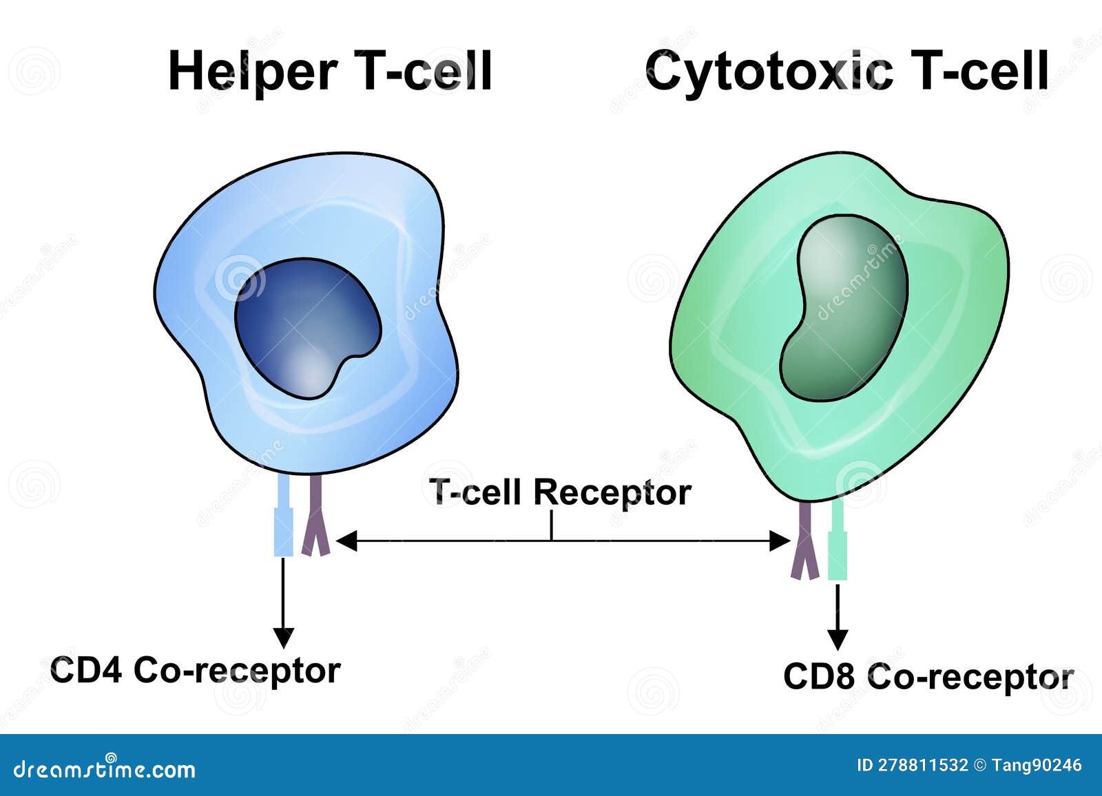 T Cell, Helper T Cell And Cytotoxic T Cel Royalty-Free Stock Image ... T Cell, Helper T Cell And Cytotoxic T Cel Royalty-Free Stock Image ...