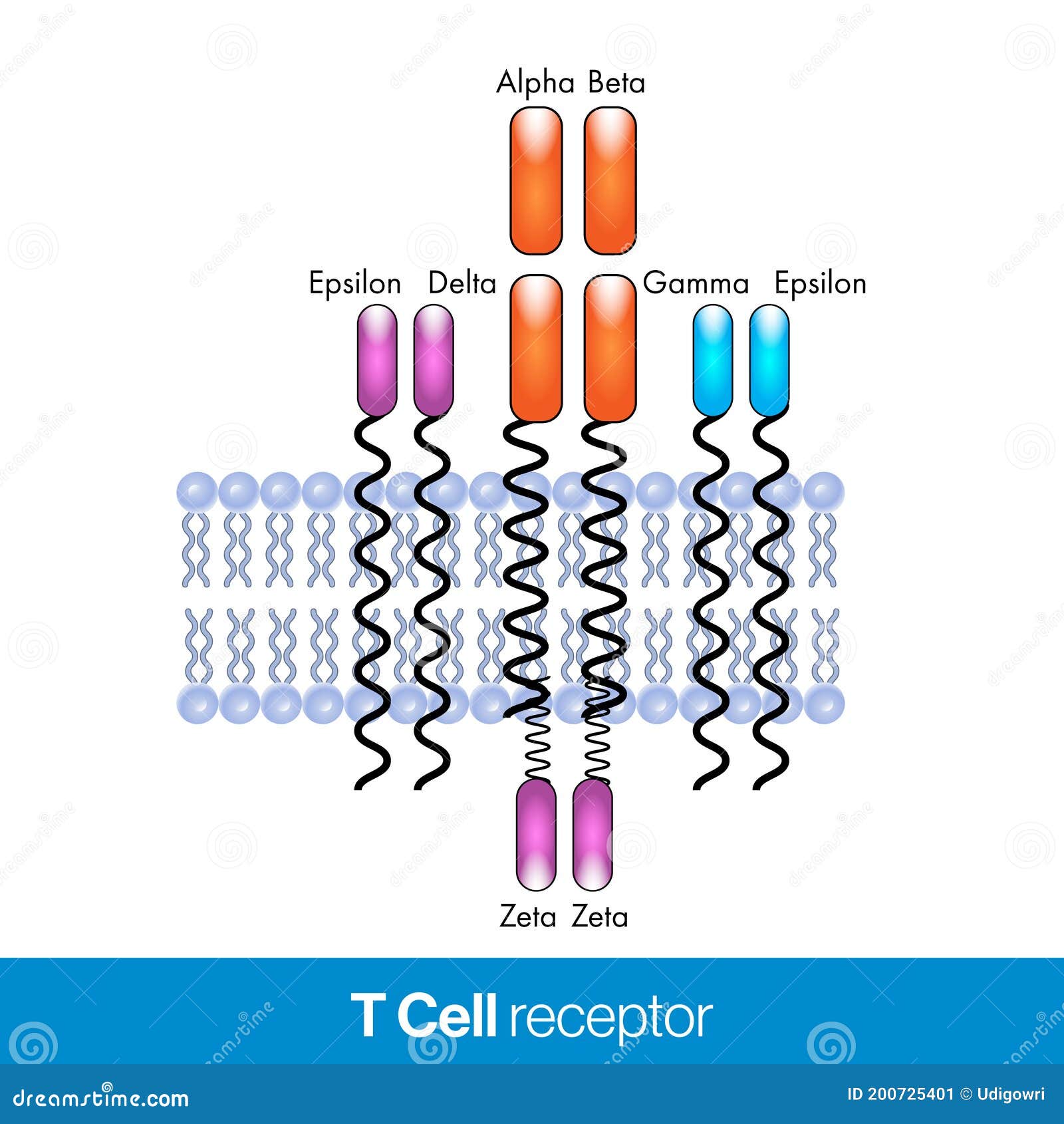 T Cell Receptor Molecular Structure Design Stock Illustration ...