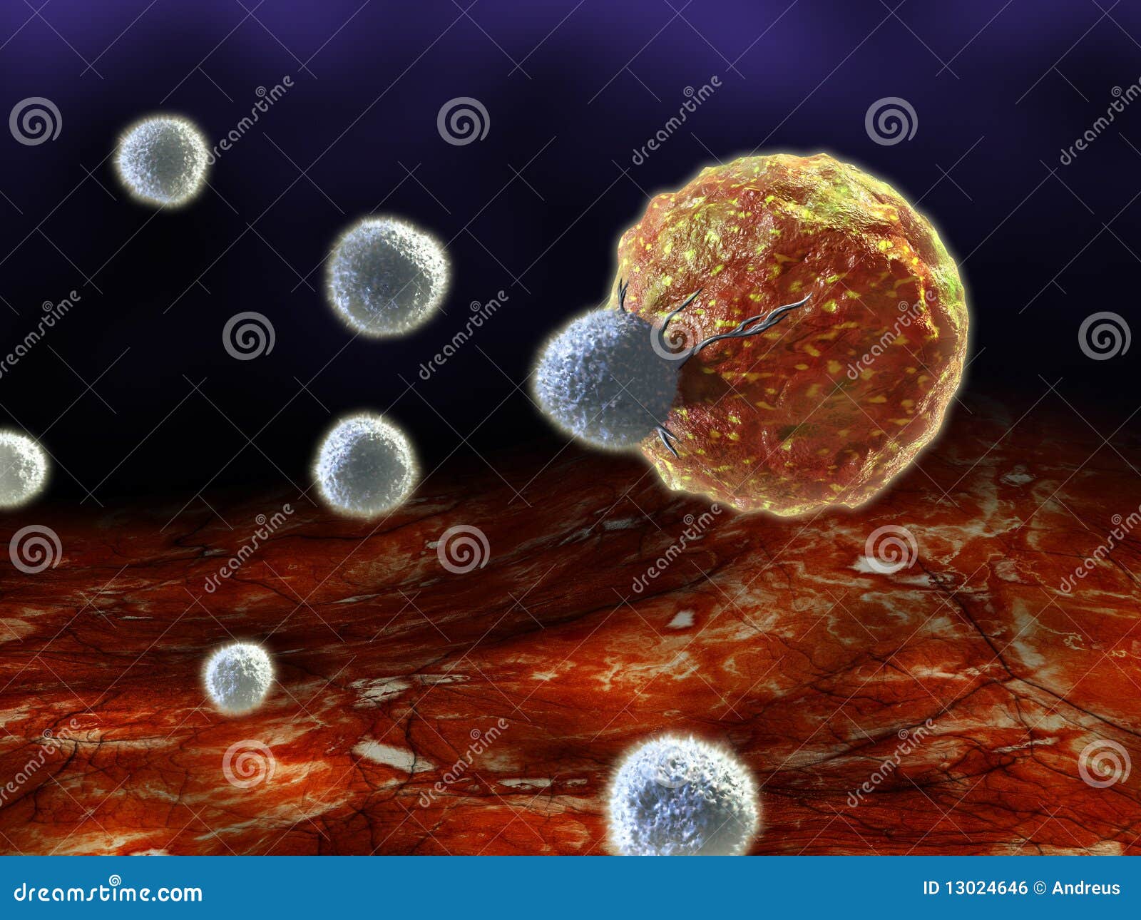 T-cellen stock illustratie. Illustration of anatomie - 13024646