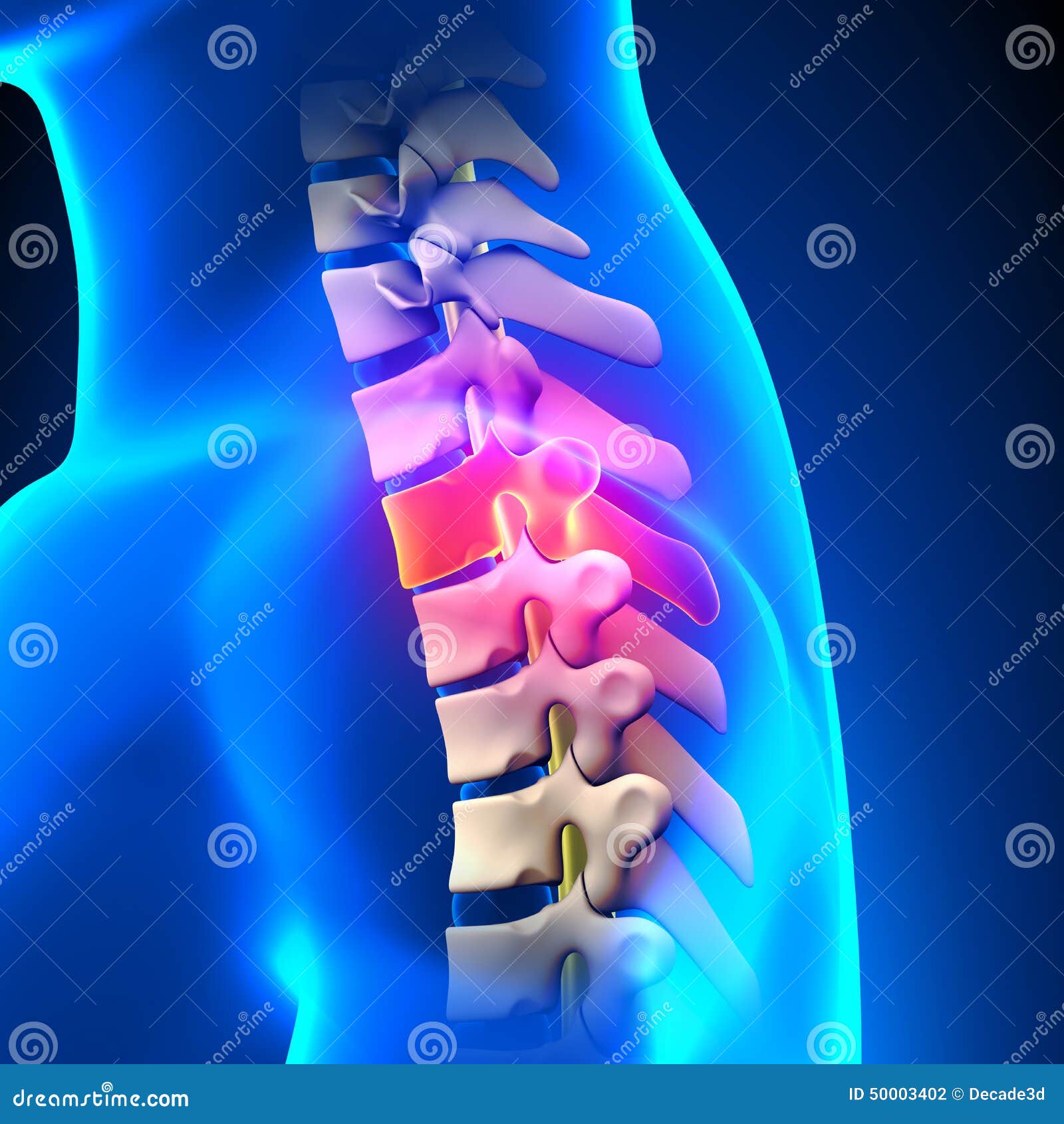 T7 Disc - Thoracic Spine Anatomy Stock Photo | CartoonDealer.com #50003784