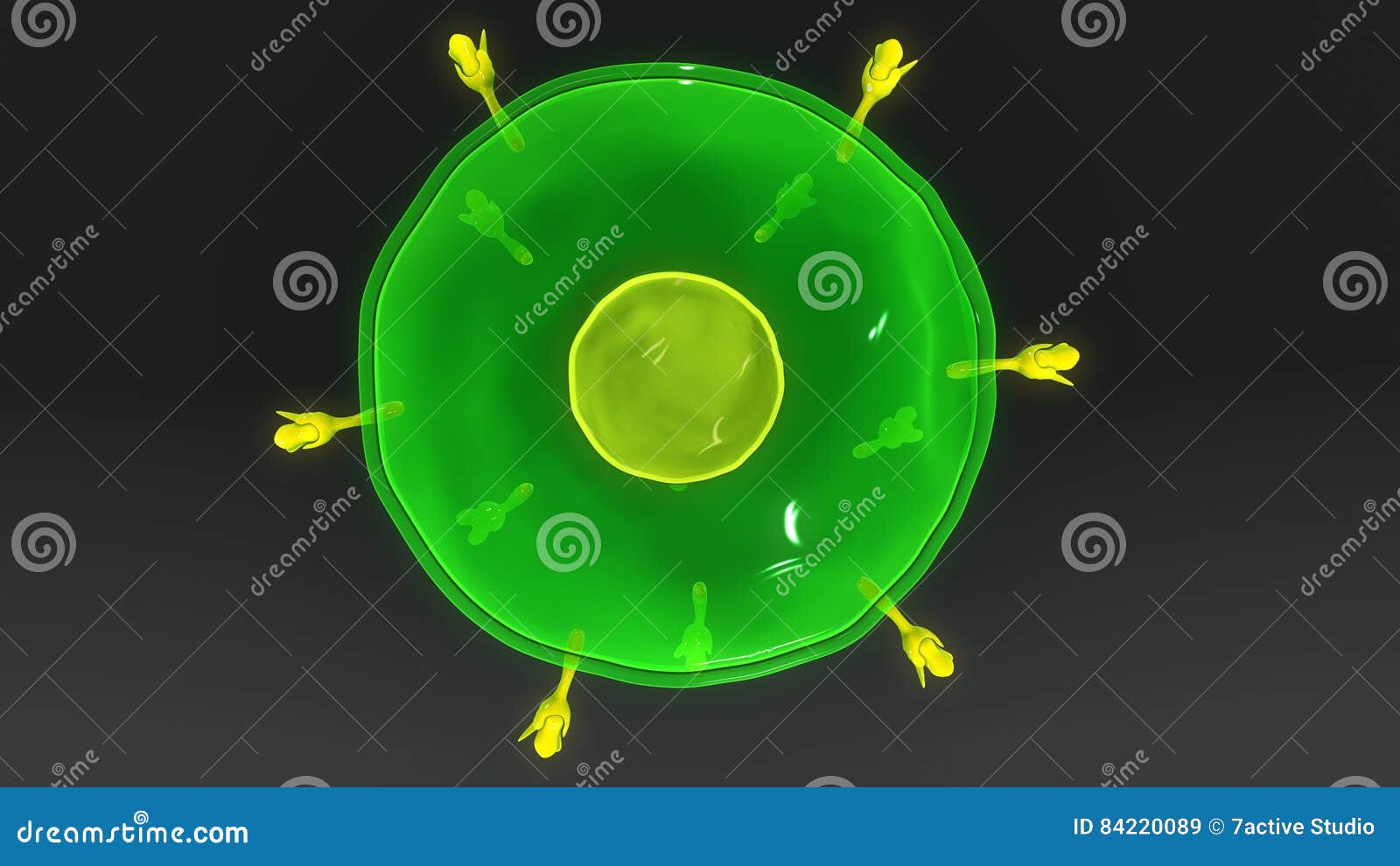 B-cell And T Helper Cells Function. Vector Illustration | CartoonDealer ...