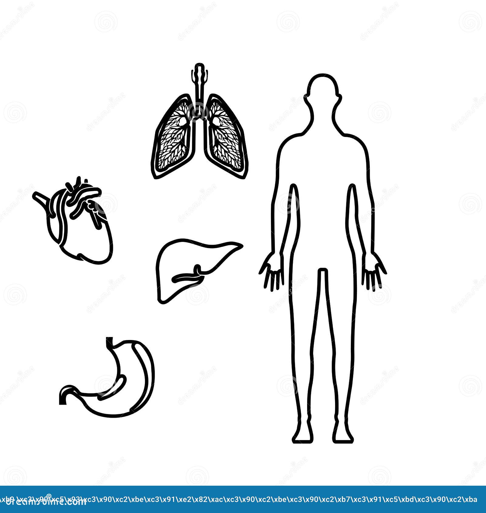 Image of the Human Body and Its Organs, Vector Illustration Stock ...