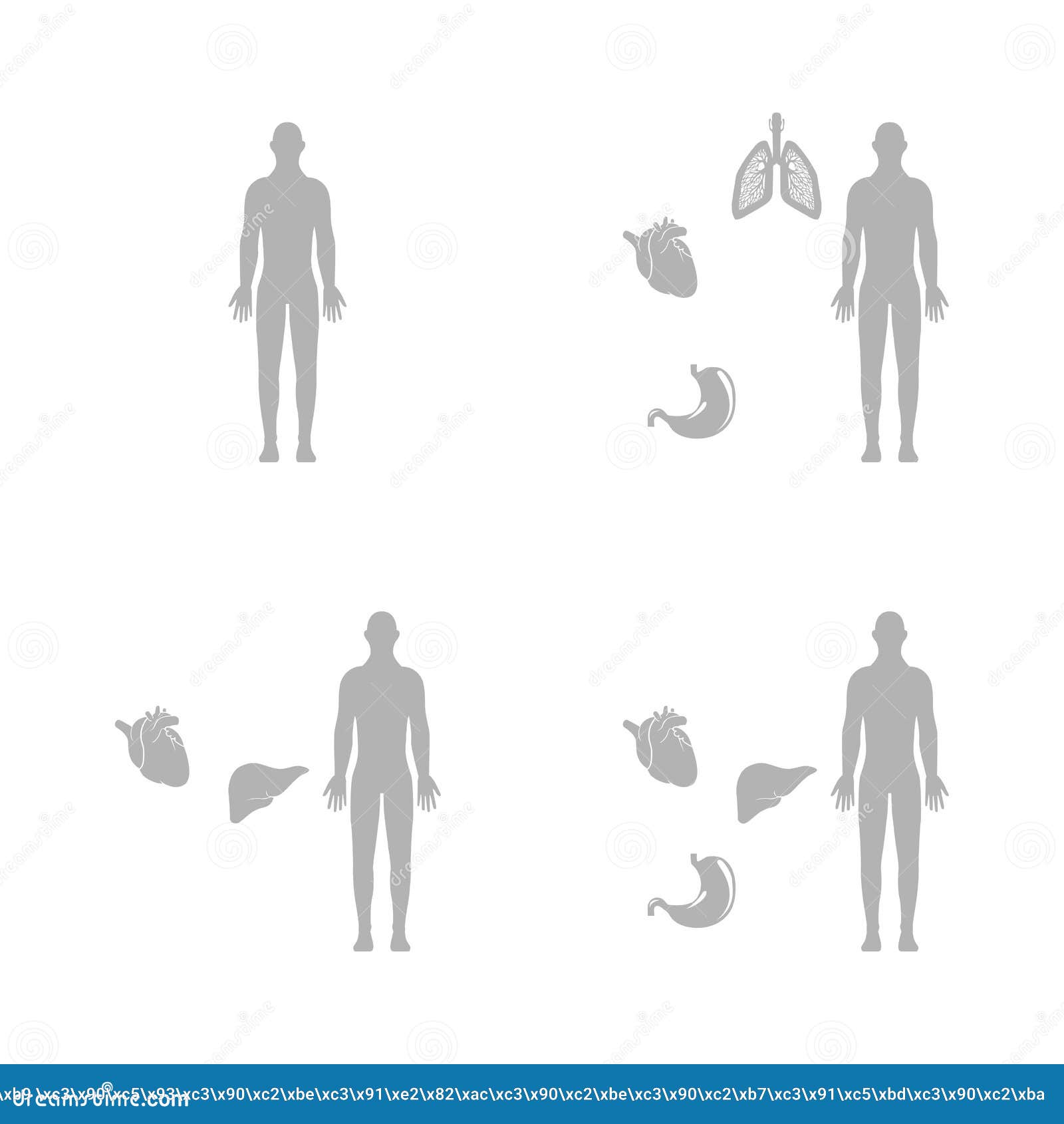 Image of the Human Body and Its Organs, Vector Illustration Stock ...