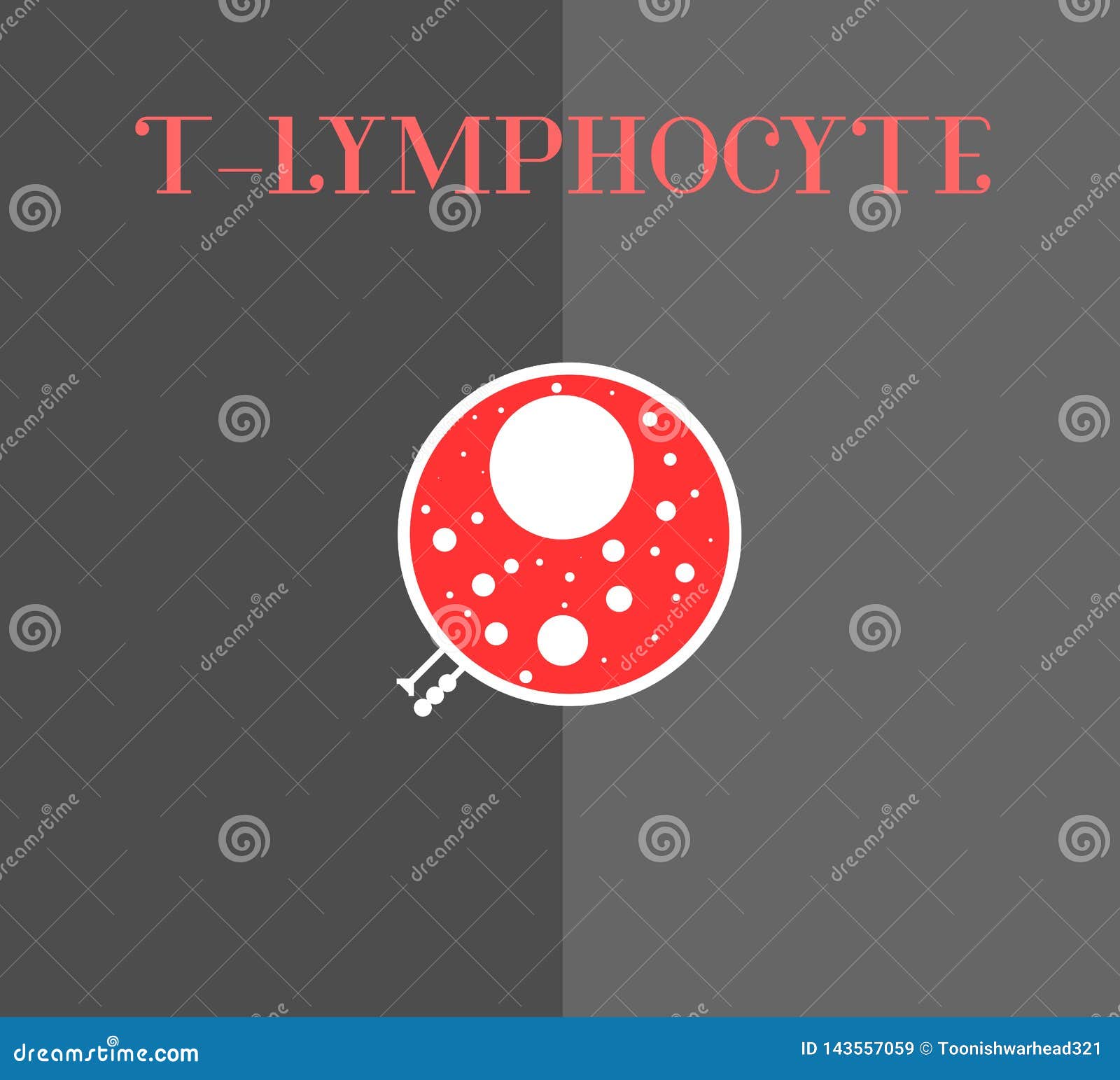 3d Illustration Of Lymphocyte Type Leukocyte Cell, White Blood Cells ...