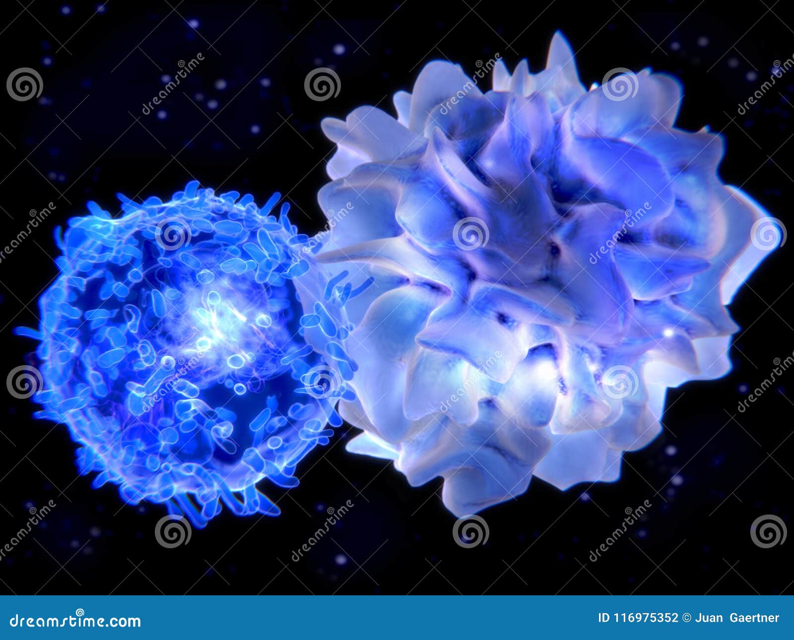 T-lymphocyte Interacting with an Antigen Presenting Cell APC Stock ... T-lymphocyte Interacting with an Antigen Presenting Cell APC Stock ...