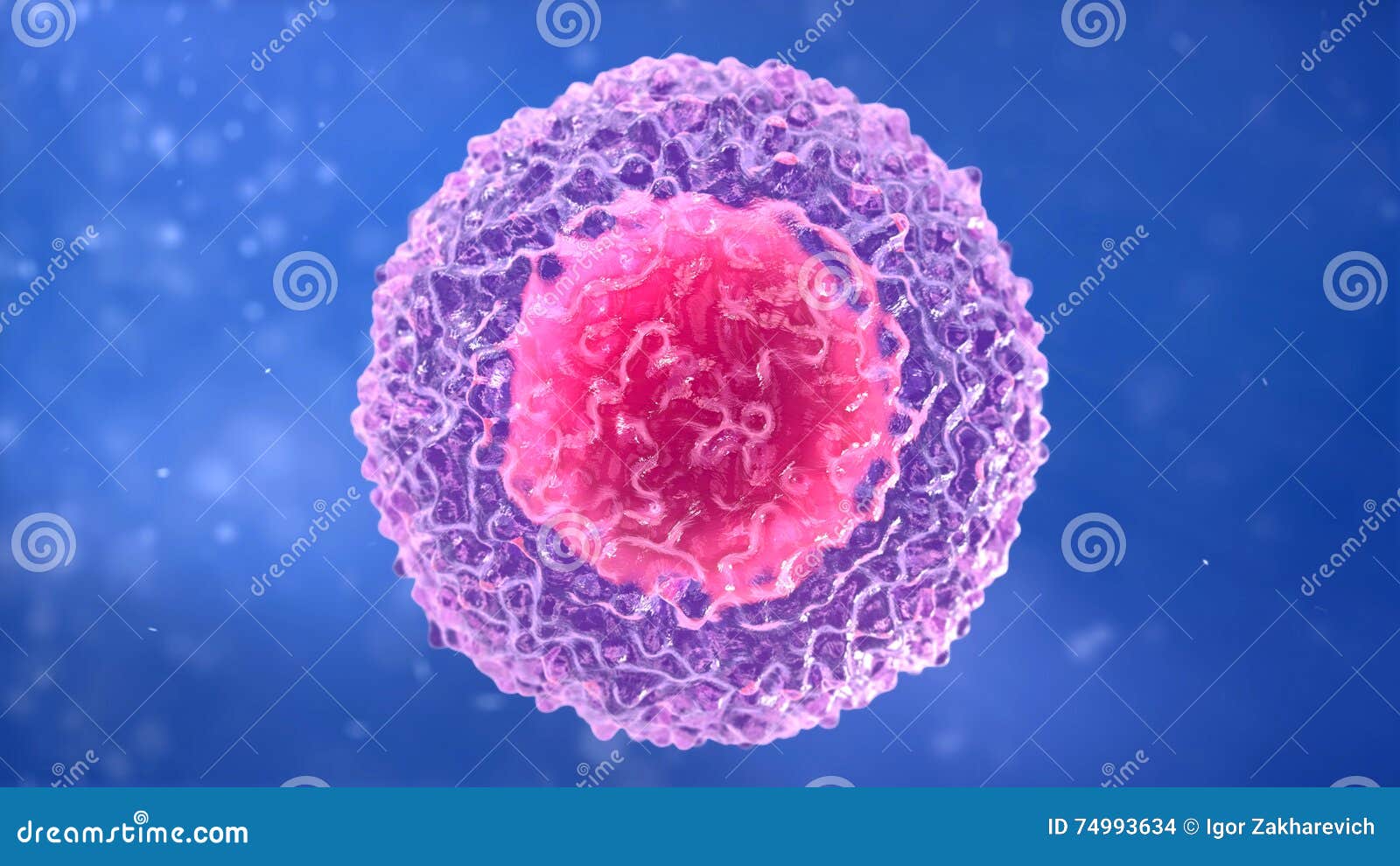 T-lymphocyte. White Blood Cell Stock Illustration - Illustration of ...