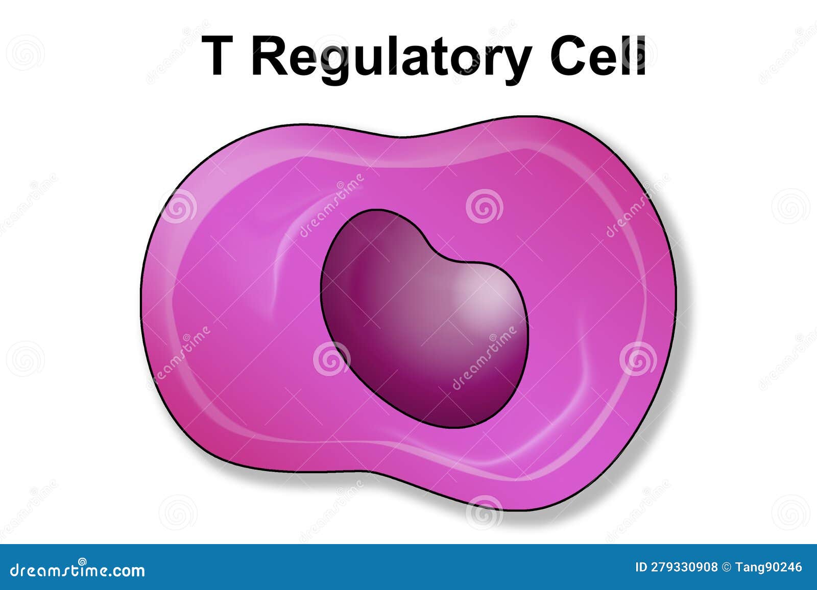 T Lymphocyte Immune System With Toll Receptor - Illustration Royalty ...