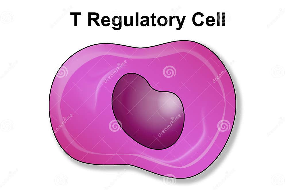 T Regulatory Cell or Lymphocyte of Immune System Stock Illustration ...