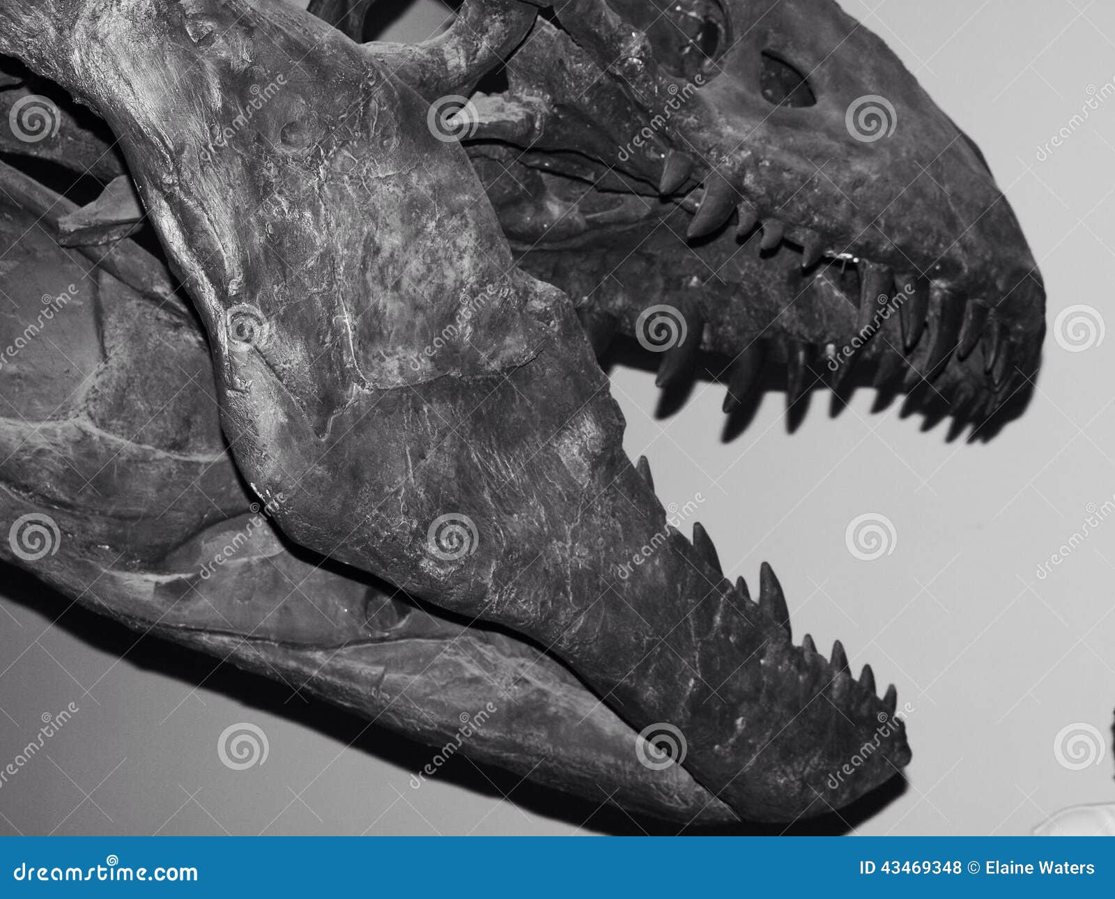 T. Rex bones stock photo. Image of black, bones, jawbone - 43469348