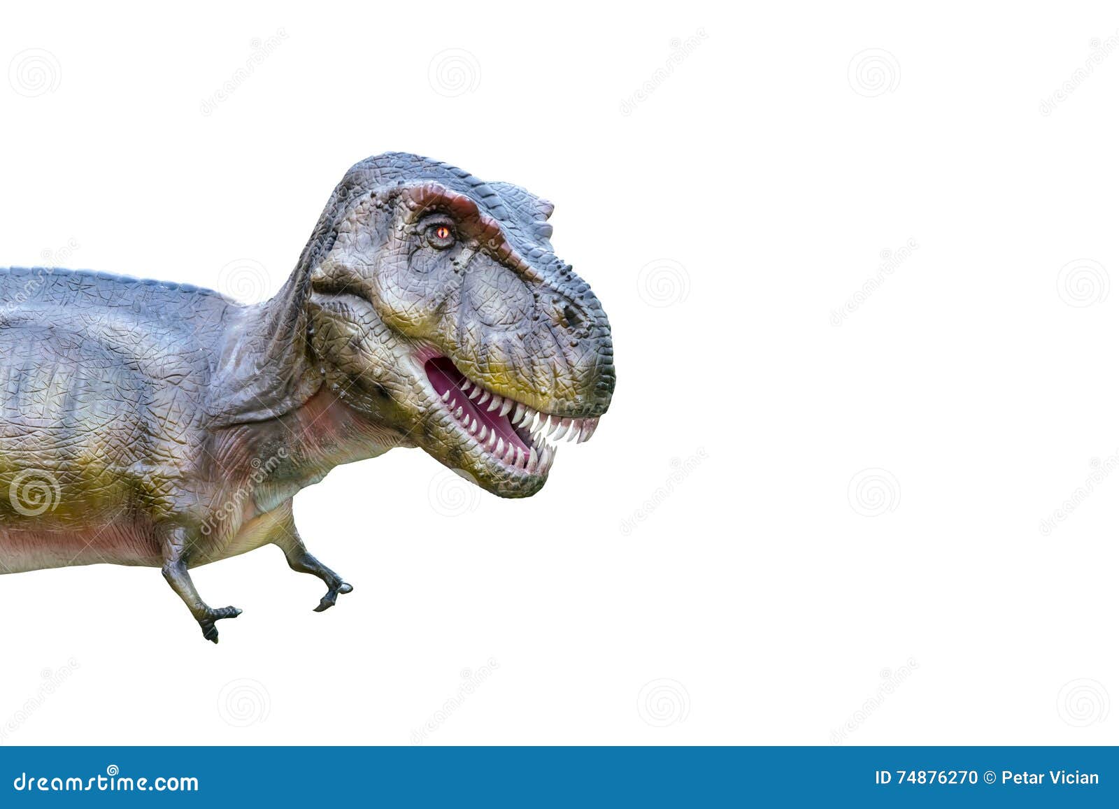 T Rex Dinosaur Isolated on White Stock Photo - Image of tyrannosaurus ...