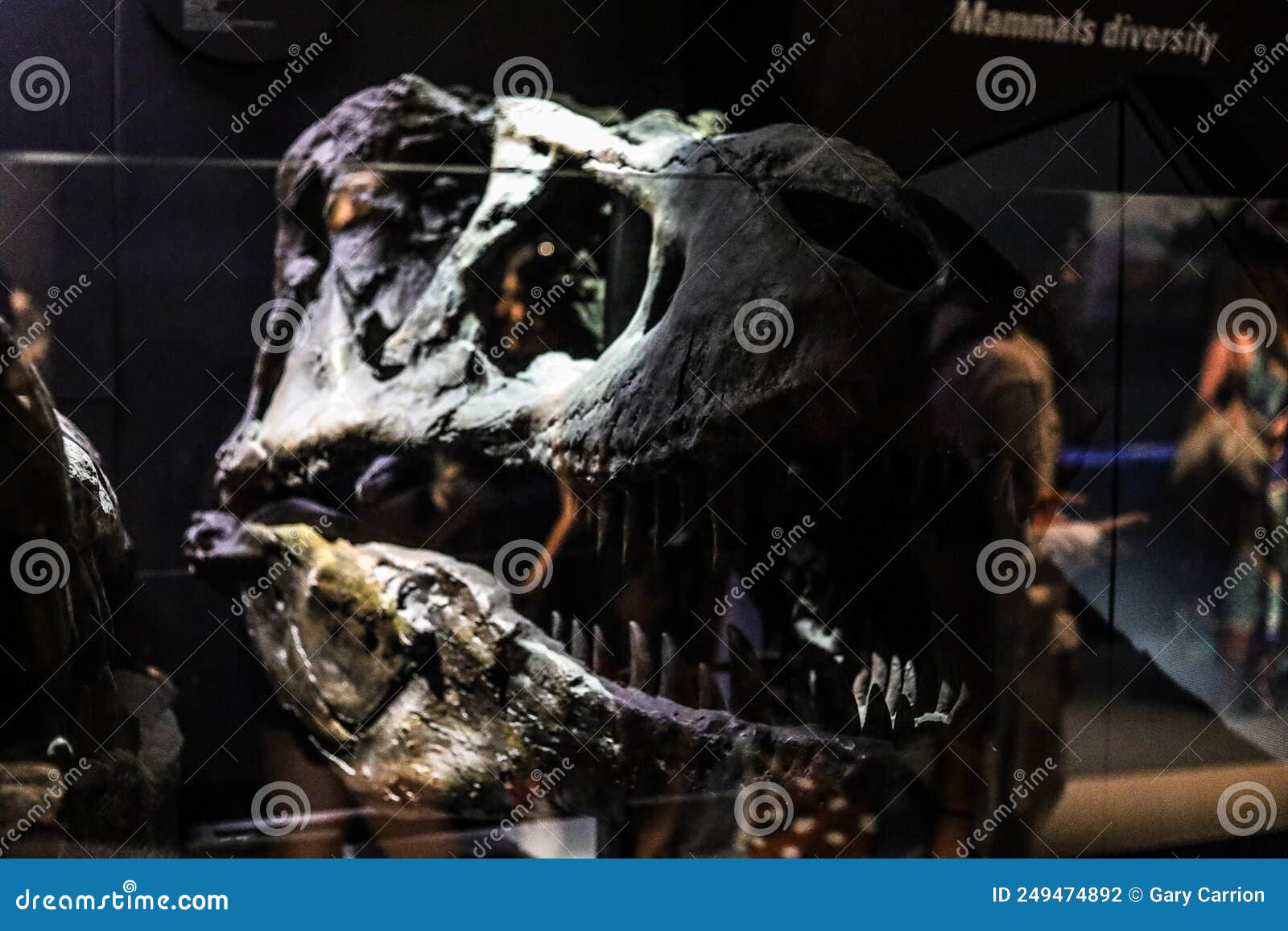 T Rex T-rex Dinosaur Museum Science Natural Editorial Photography ...