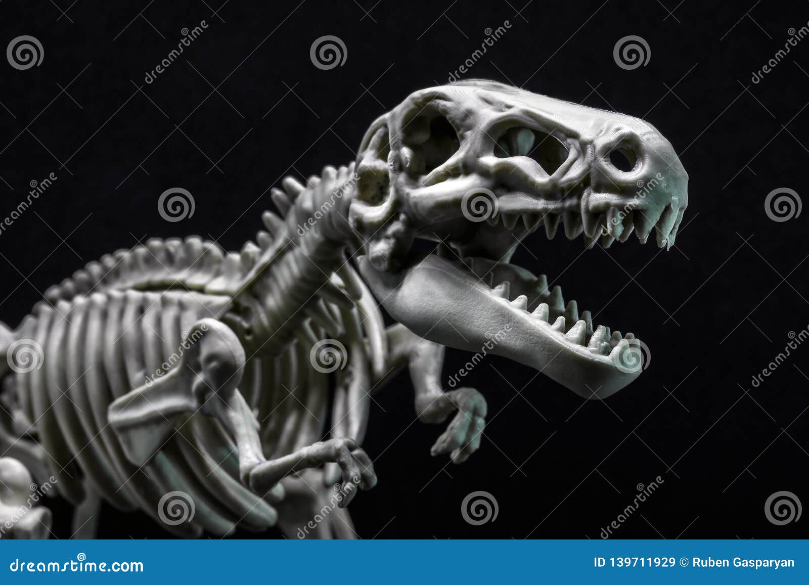 T-Rex Dinosaur Skeleton Model Stock Image - Image of china, reptile ...