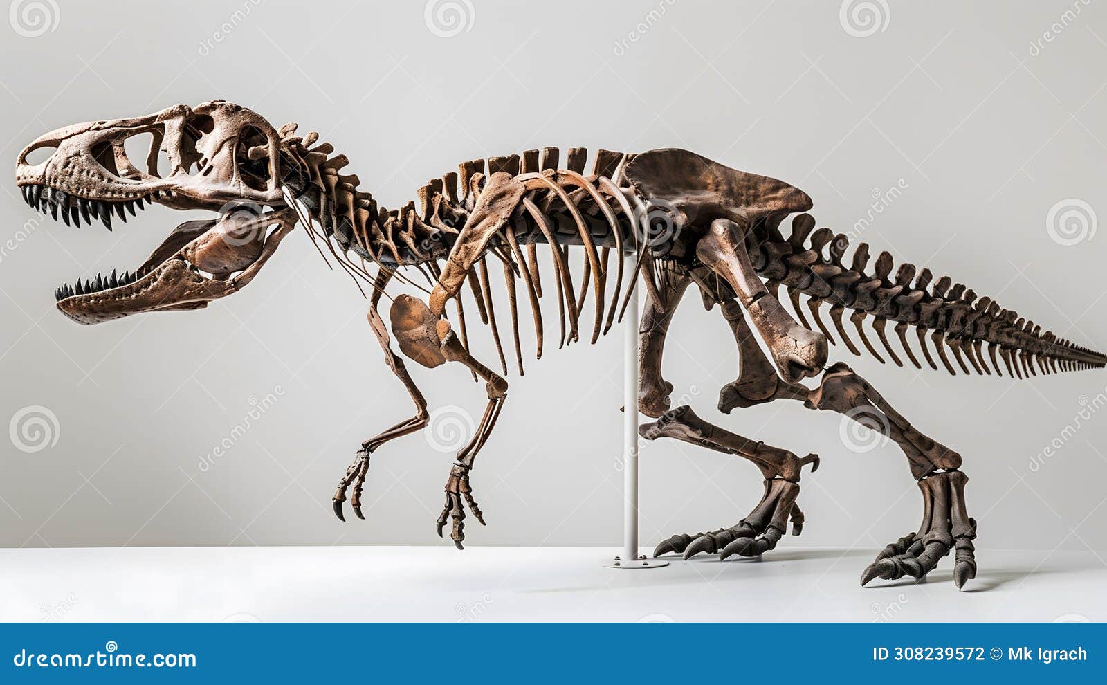 T-Rex skeleton stock illustration. Illustration of bone - 308239572