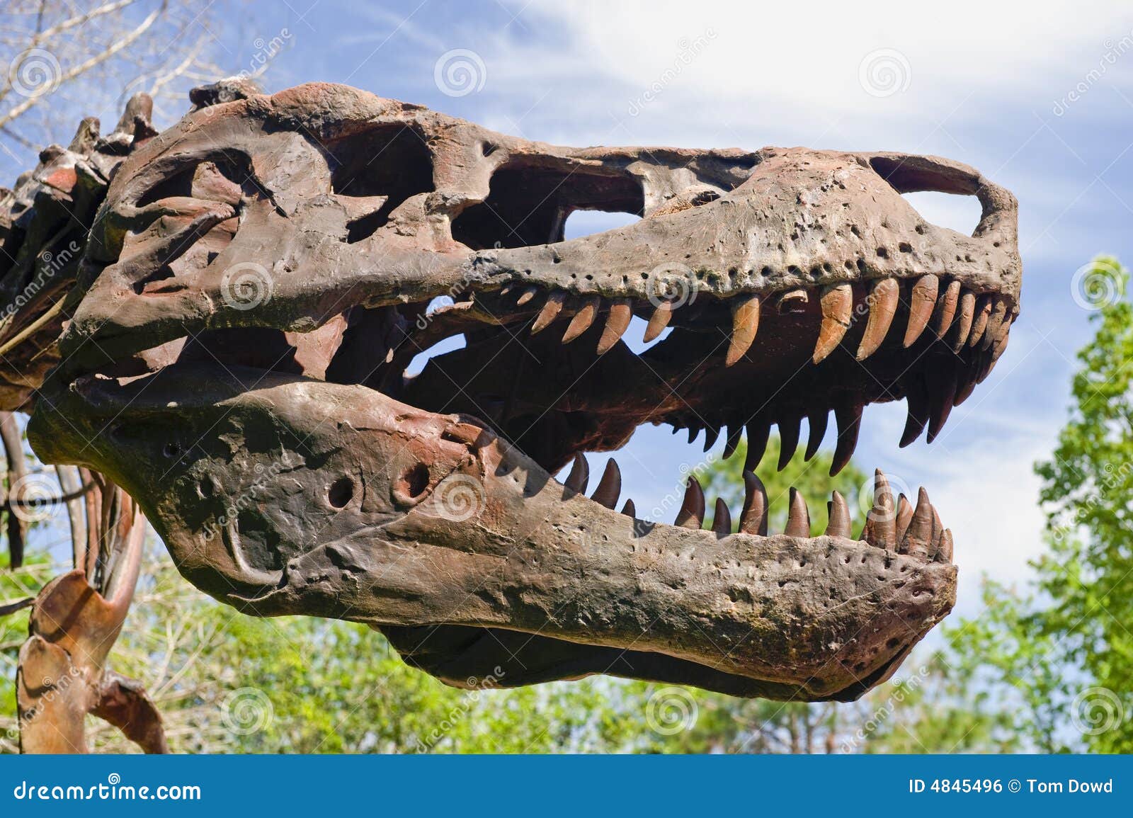 T-rex head stock photo. Image of archeology, open, findings - 4845496