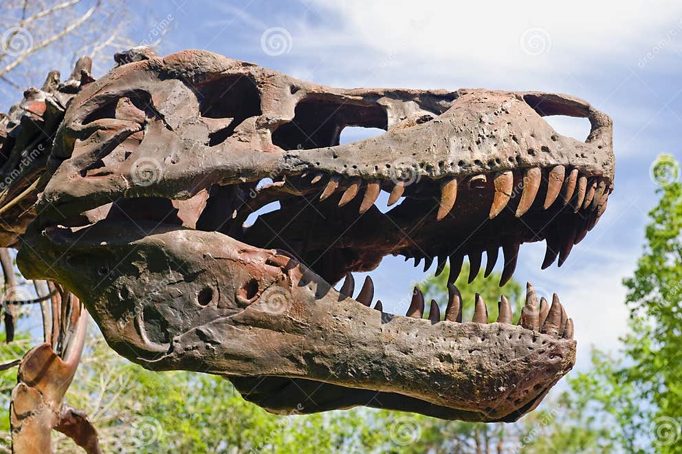 T-rex head stock photo. Image of archeology, open, findings - 4845496