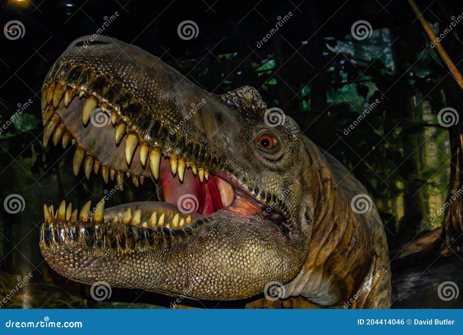 T-Rex Head in Portrait. Drumheller. Dinosaur Museum Drumheller Alberta ...