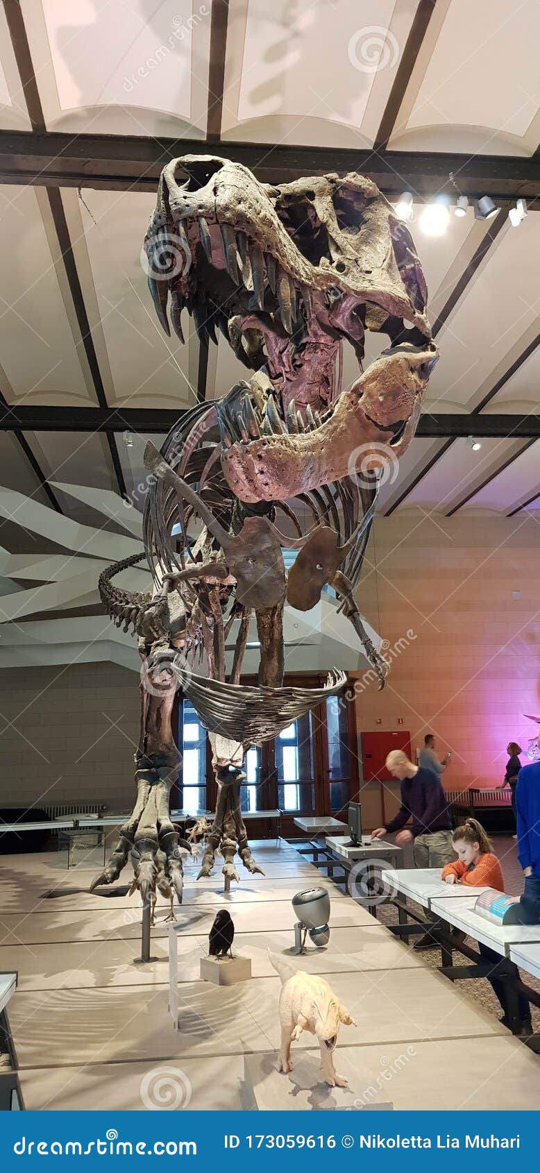 T-rex skeleton in a museum editorial photo. Image of dangerous - 173059616