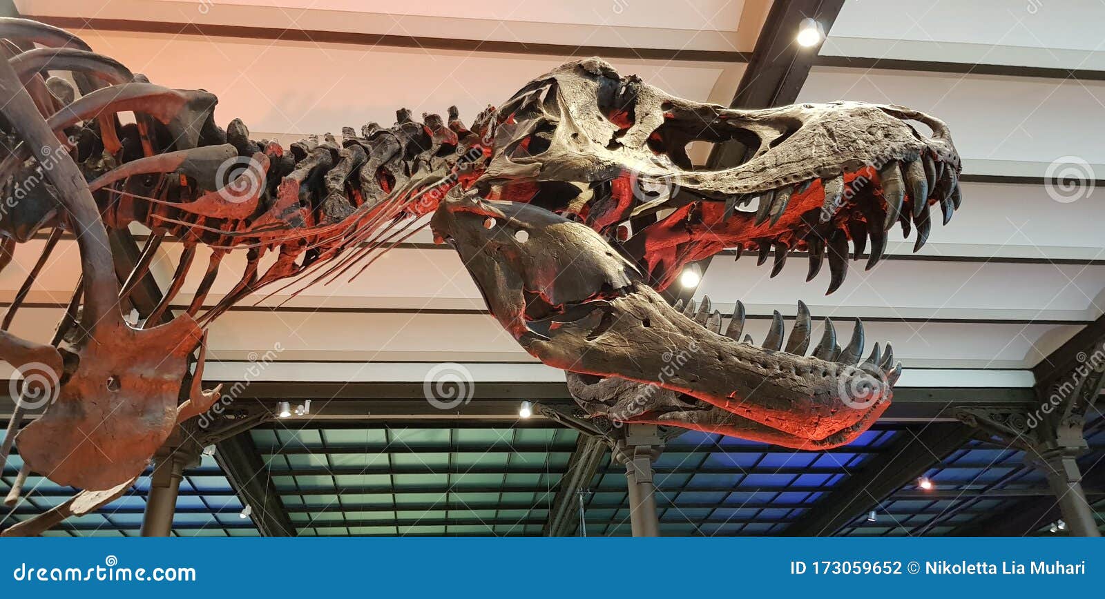 T-rex skeleton in a museum editorial photography. Image of mouth ...