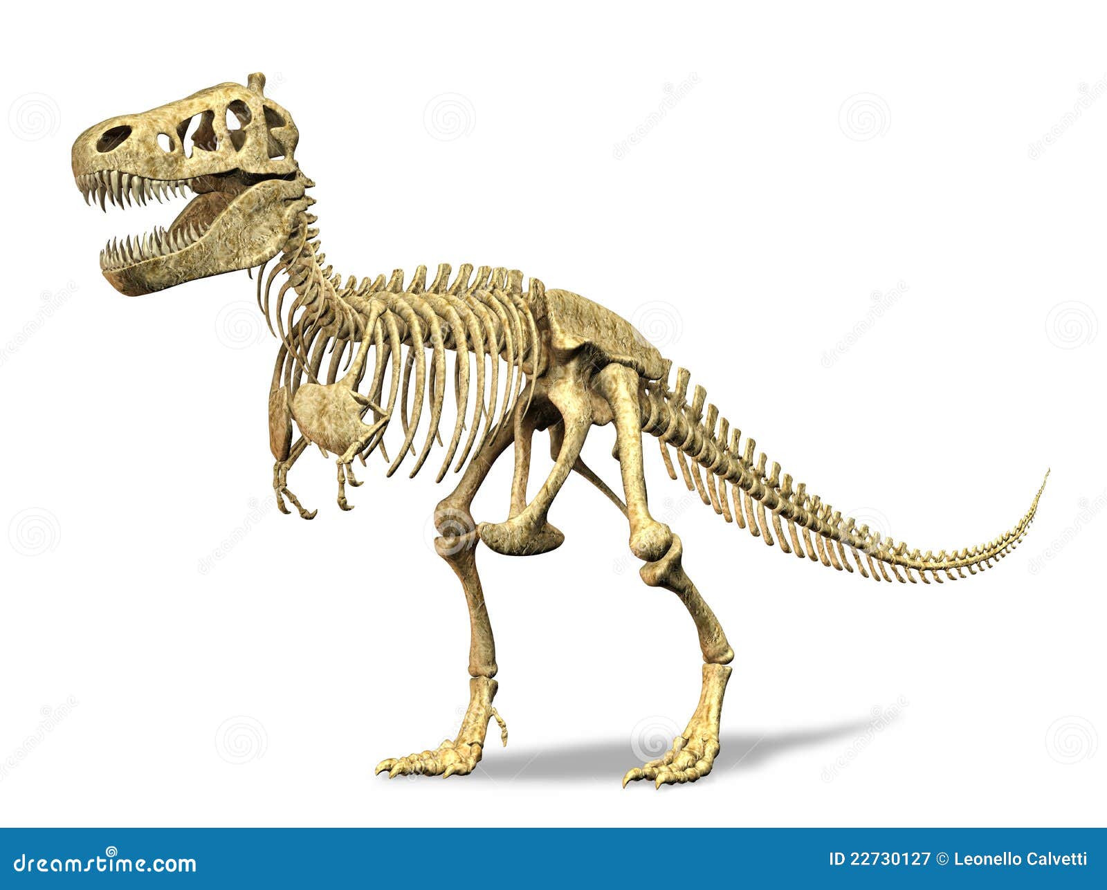 T-Rex Skeleton. on White Background Stock Illustration - Illustration ...