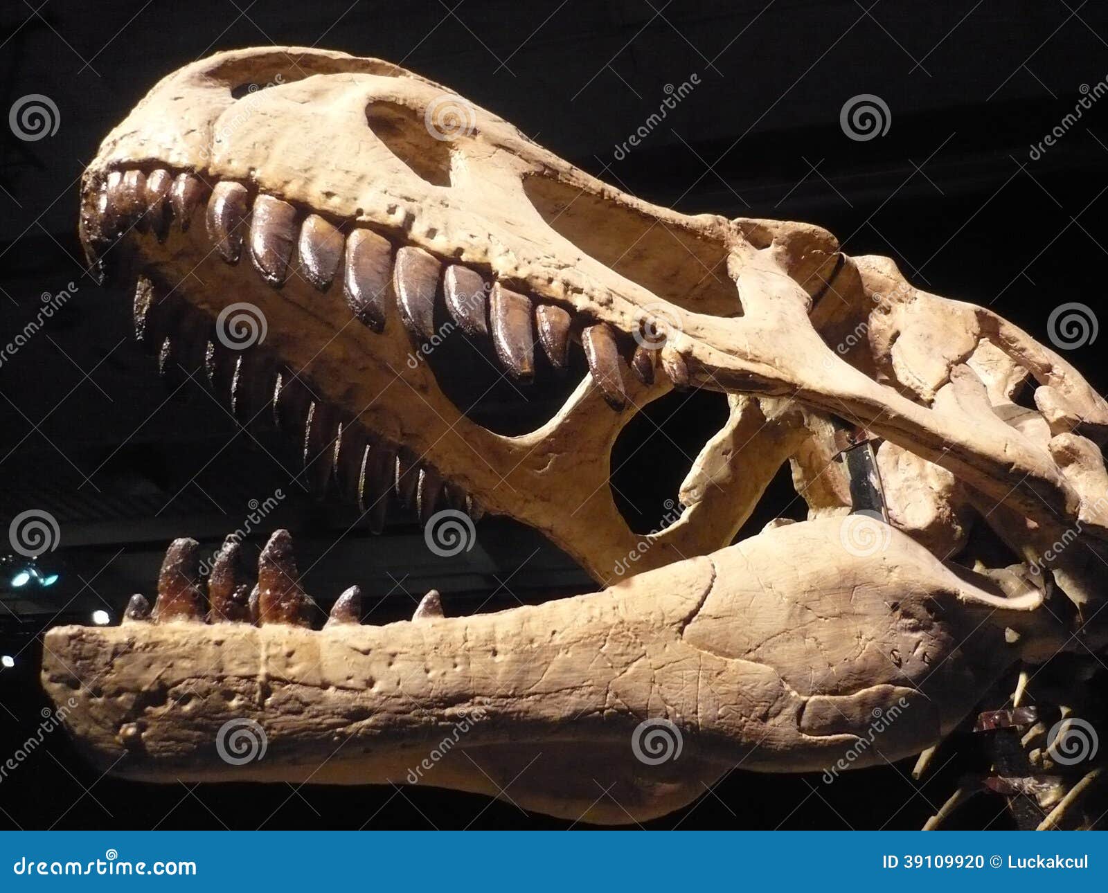 T-Rex - tooths stock photo. Image of 74millionyearsago - 39109920