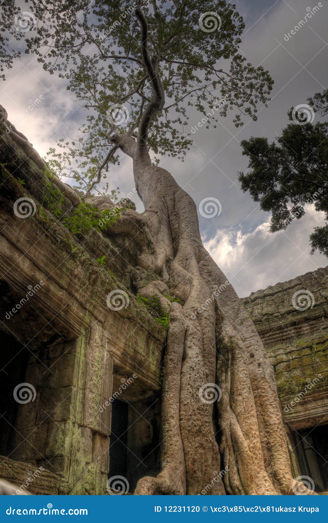 Ta Phrom stock photo. Image of angkor, raider, temple - 12231120