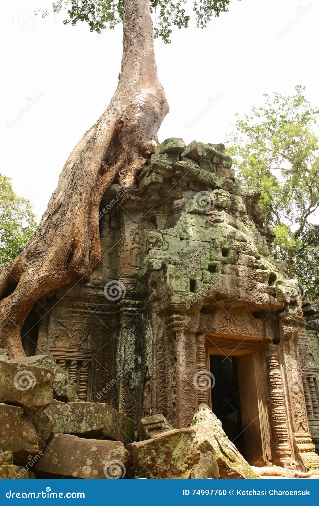 Ta Prohm stock photo. Image of cambodia, large, religion - 74997760