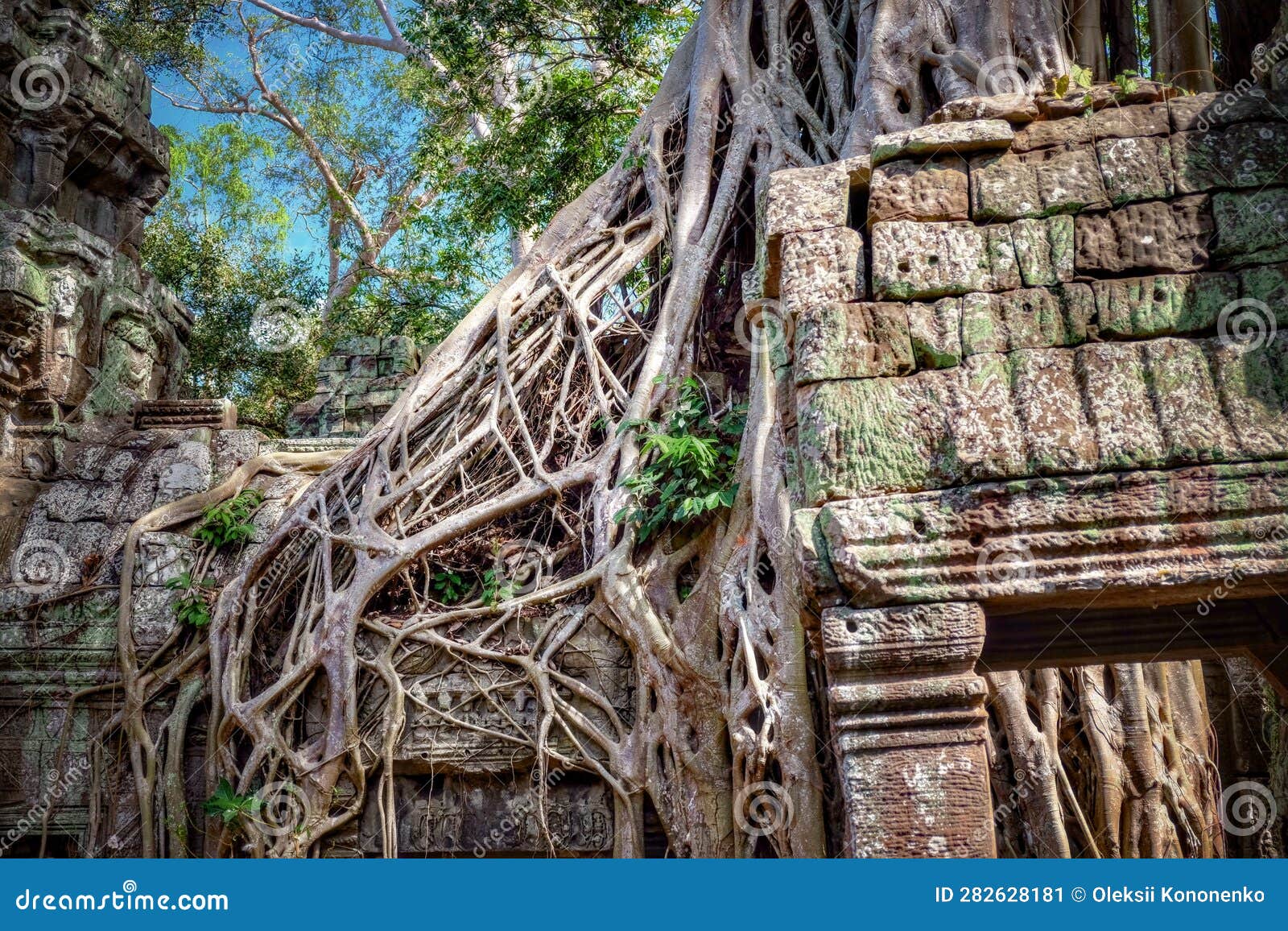 Robust Tree Texture Stock Photo | CartoonDealer.com #46393806