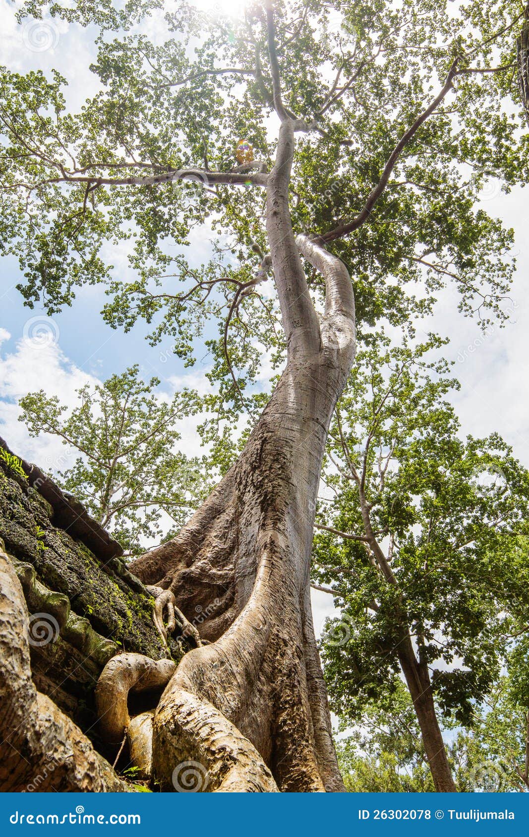 Ta Prohm Temple tree stock photo. Image of temple, tourist - 26302078