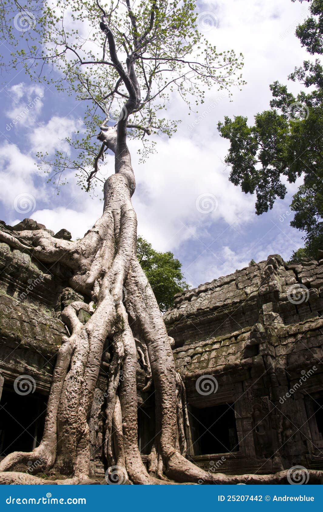 Ta Prohm Tree stock photo. Image of ancient, mystery - 25207442