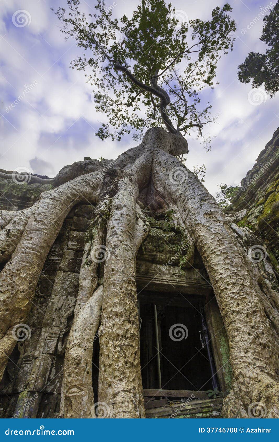 Ta Prohm tree stock photo. Image of ancient, giant, architecture - 37746708