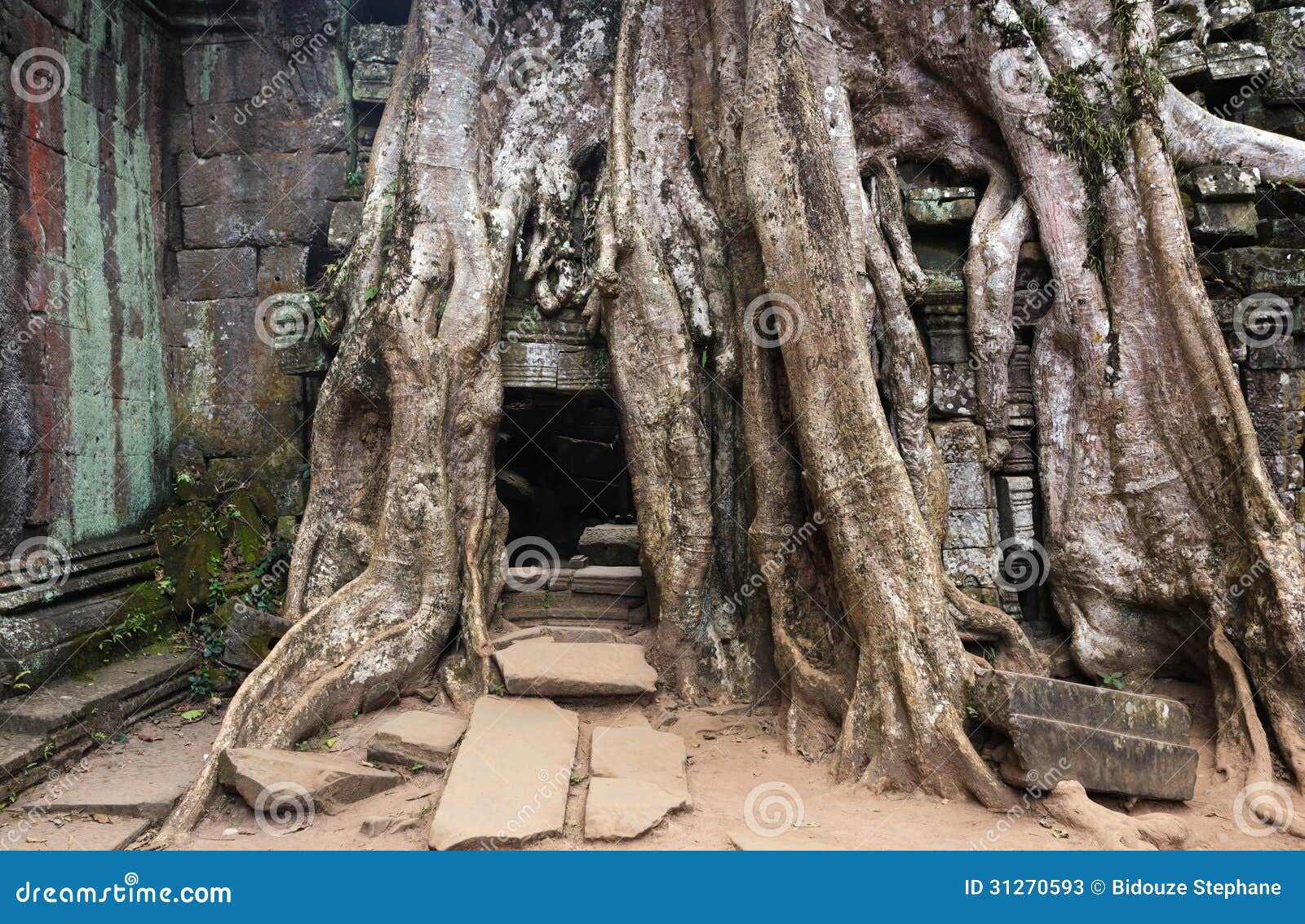 Ta Prohm tree roots stock image. Image of culture, asia - 31270593