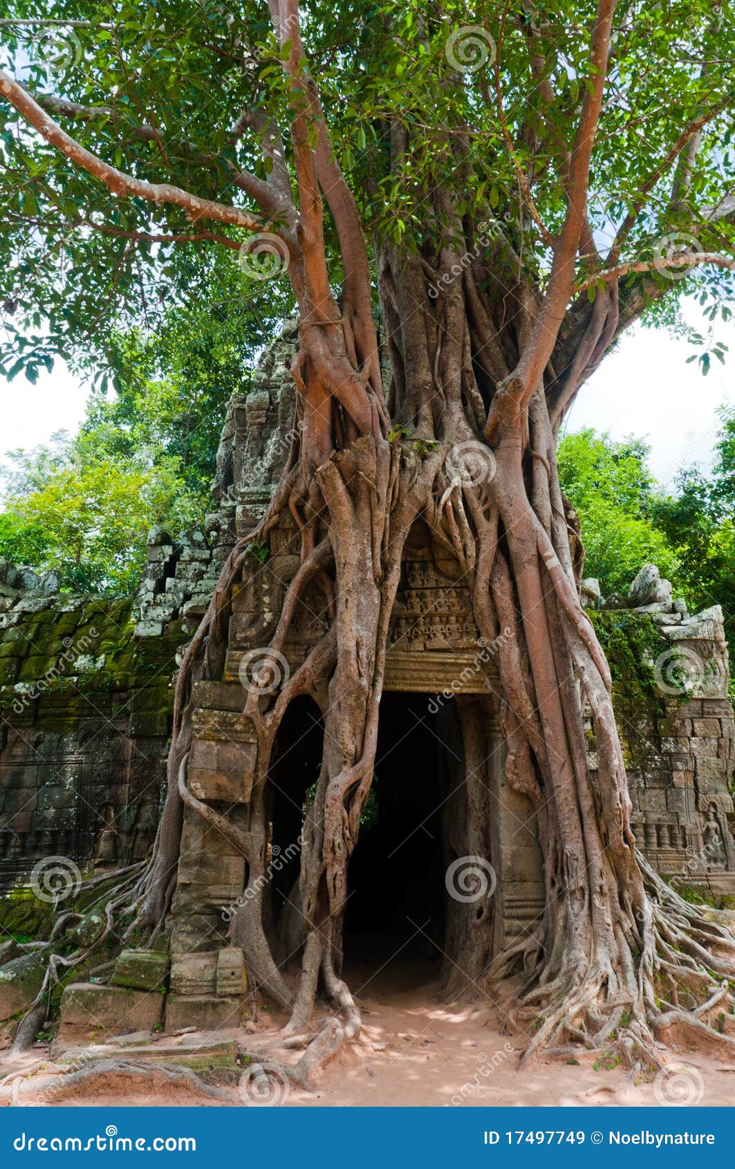 Ta Som tree stock image. Image of door, siem, temple - 17497749