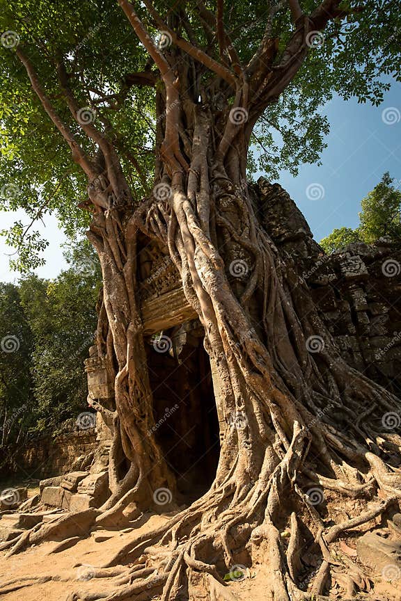 Ta Som Tree and door stock image. Image of ruins, architecture - 53915531
