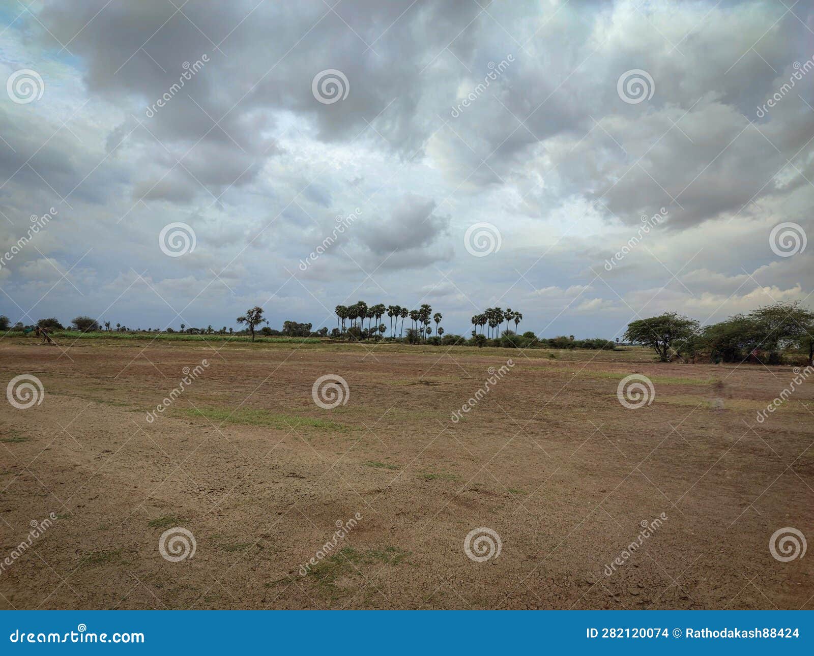 Taad tree and open sky stock photo. Image of grassland - 282120074