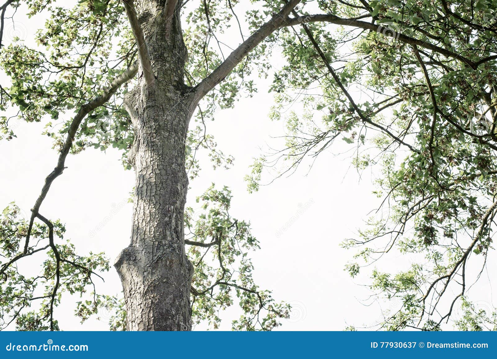 Taal Tree Top and Bright Sky Stock Image - Image of foliage, spring ...