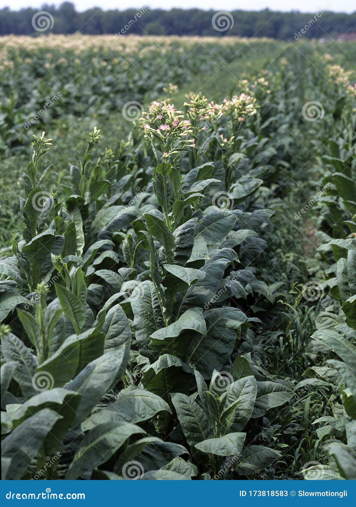 TABAC nicotiana tabacum stock image. Image of tobacco - 173818583 TABAC nicotiana tabacum stock image. Image of tobacco - 173818583