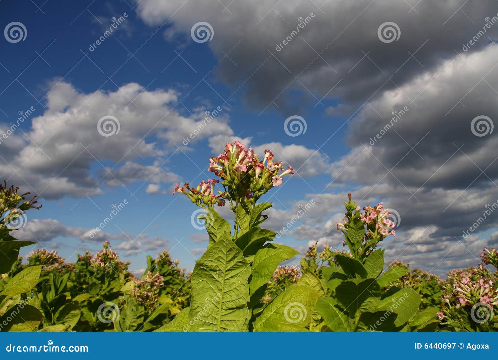 Tabacco stock image. Image of flower, summer, plant, tobacco - 6440697