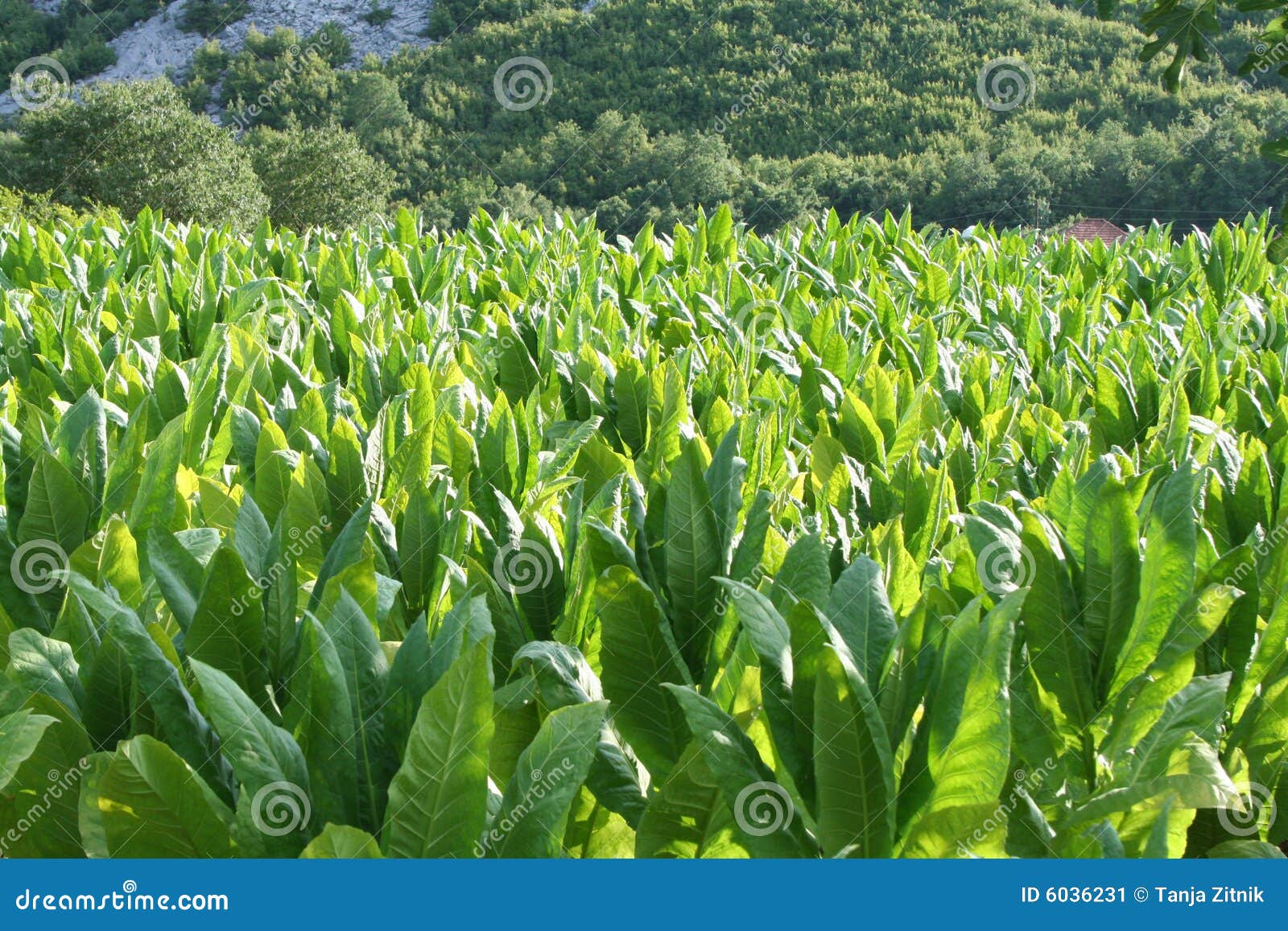 Tabacco field stock image. Image of gora, monte, industry - 6036231