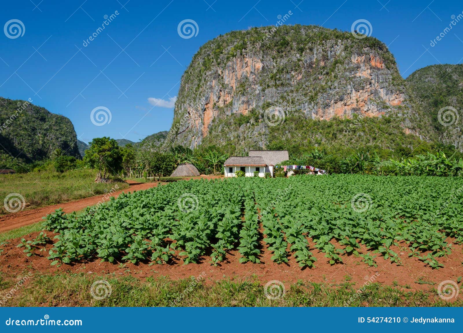Tabacco Valley De Vinales and Mogotes in Cuba Stock Photo - Image of ...