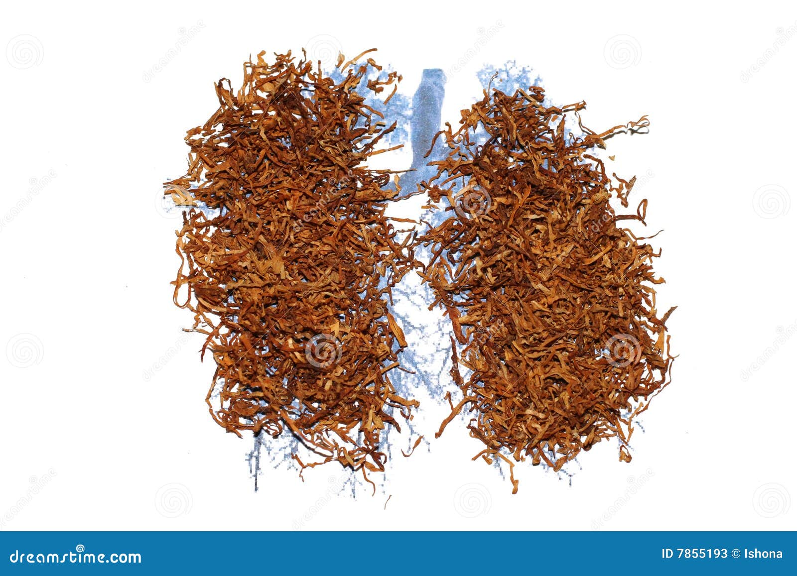 Tabaco en pulmones imagen de archivo. Imagen de nicotina - 7855193