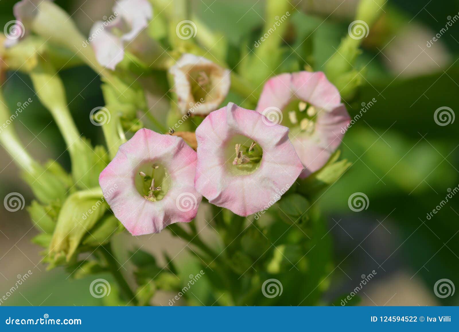 Tabaco grande foto de archivo. Imagen de grande, rosa - 124594522
