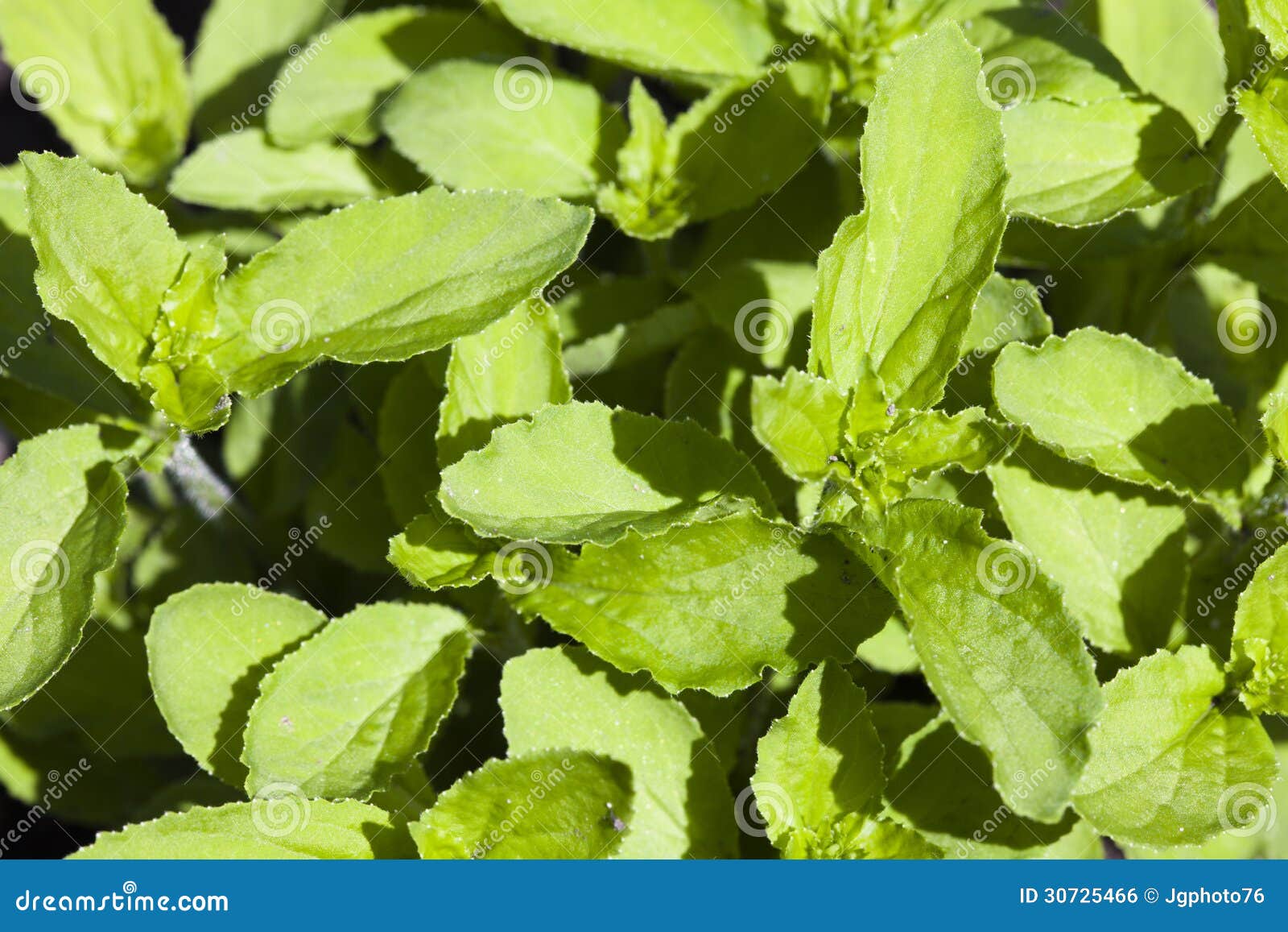 Tabaco Indio Stock Photos - Download 503 Images