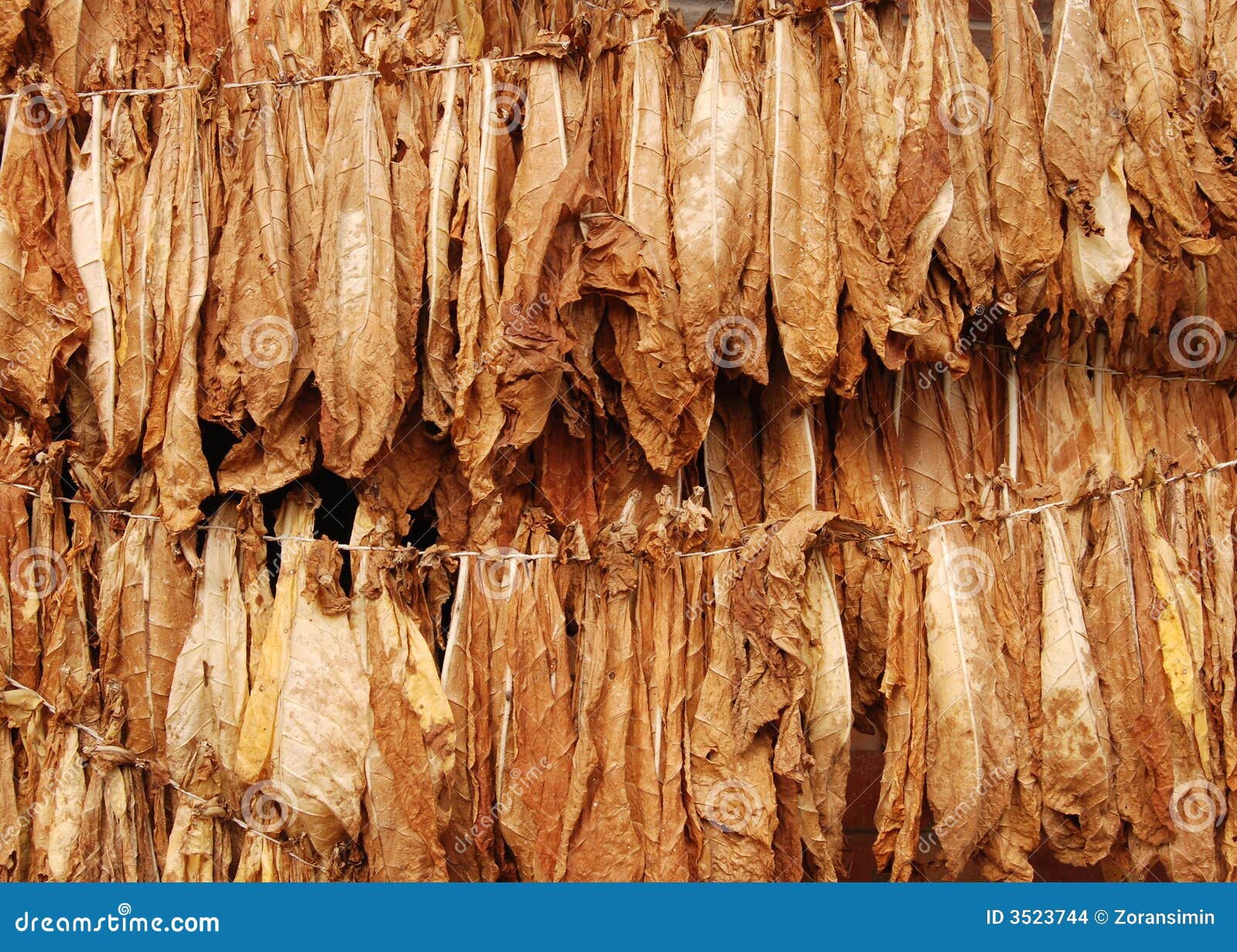 Tabak 08 stockfoto. Bild von gesundheit, bauernhof, beschaffenheit ...